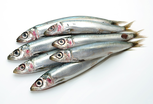 一般社団法人 いわし普及協会