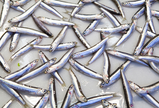 一般社団法人 いわし普及協会